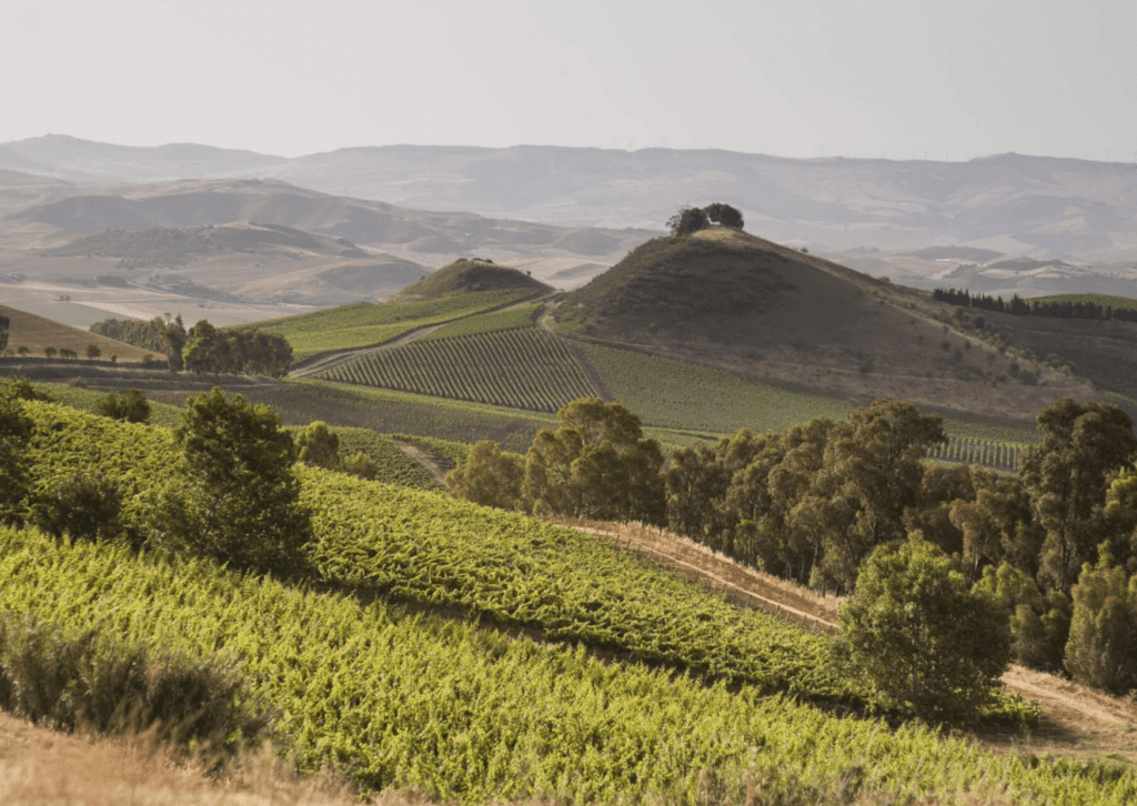 Tasca Regaleali Nero d’Avola - Bold and Elegant Sicilian Red Wine