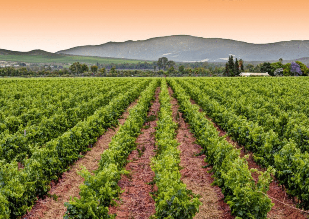 Springfield Estate Miss Lucy White Blend - Vibrant South African White Wine