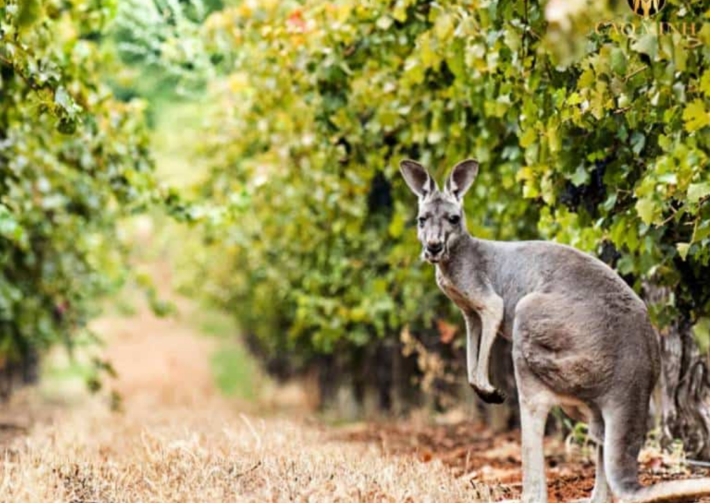 Deakin Estate Artisan's Blend Shiraz Viognier, Australia